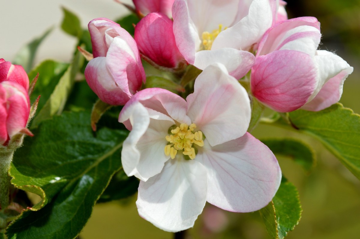 Apple Blossom – Terri Greening